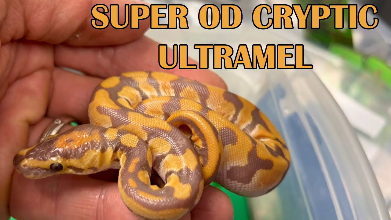 SUPER ORANGE DREAM ULTRAMEL CRYPTIC CLUTCH HATCHES! - YouTube