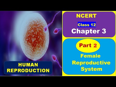 HUMAN REPRODUCTION Part 2 Female reproductive system|NEET CLASS 12 ...