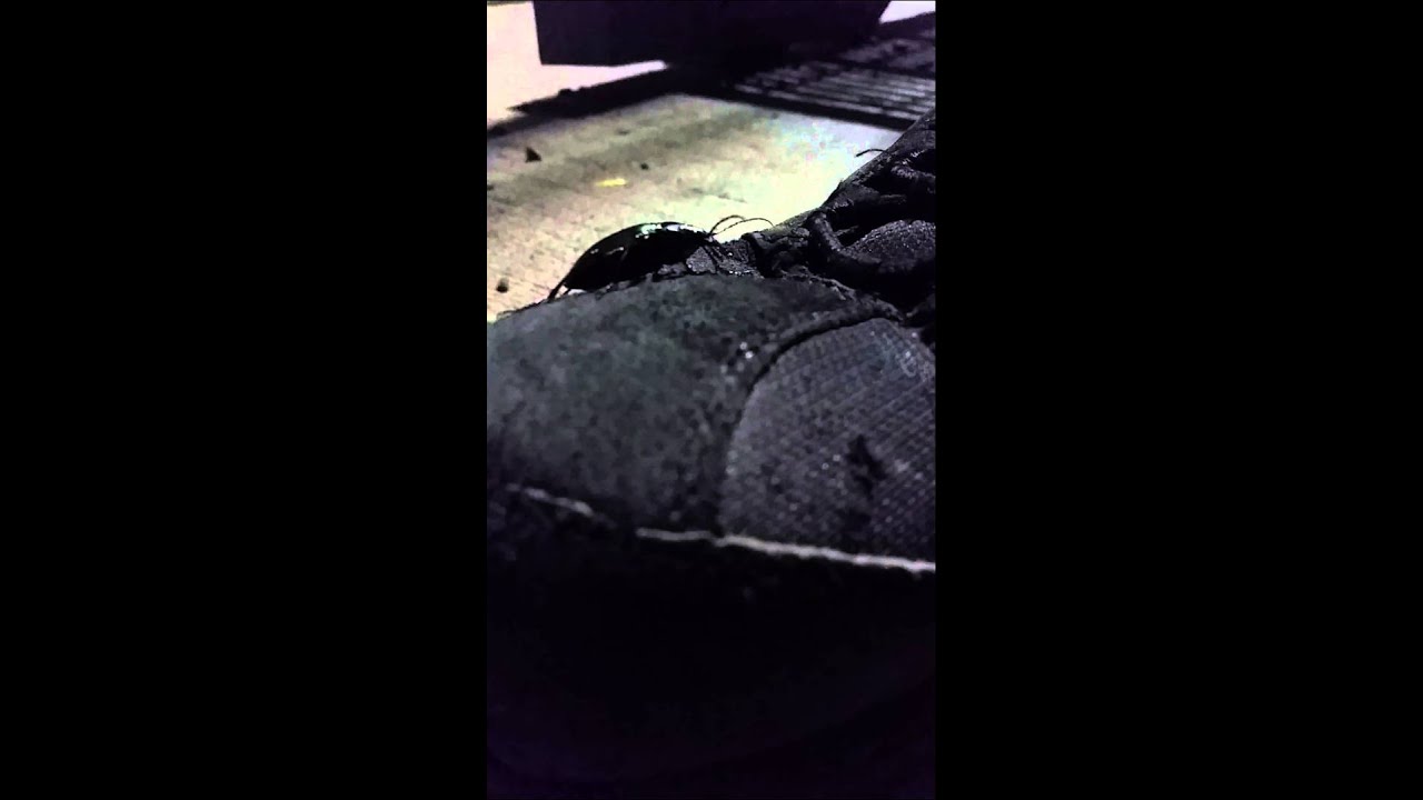 Bug on the shoe. - YouTube