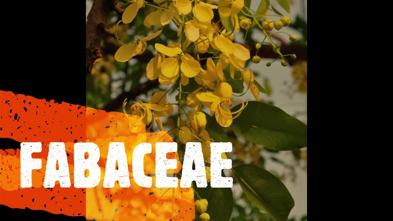 FABACEAE-FAMILY/LEGUMINOSAE/HERBARIUM/BOTANY/CLASS 11 BIOLOGY/PLANT ...