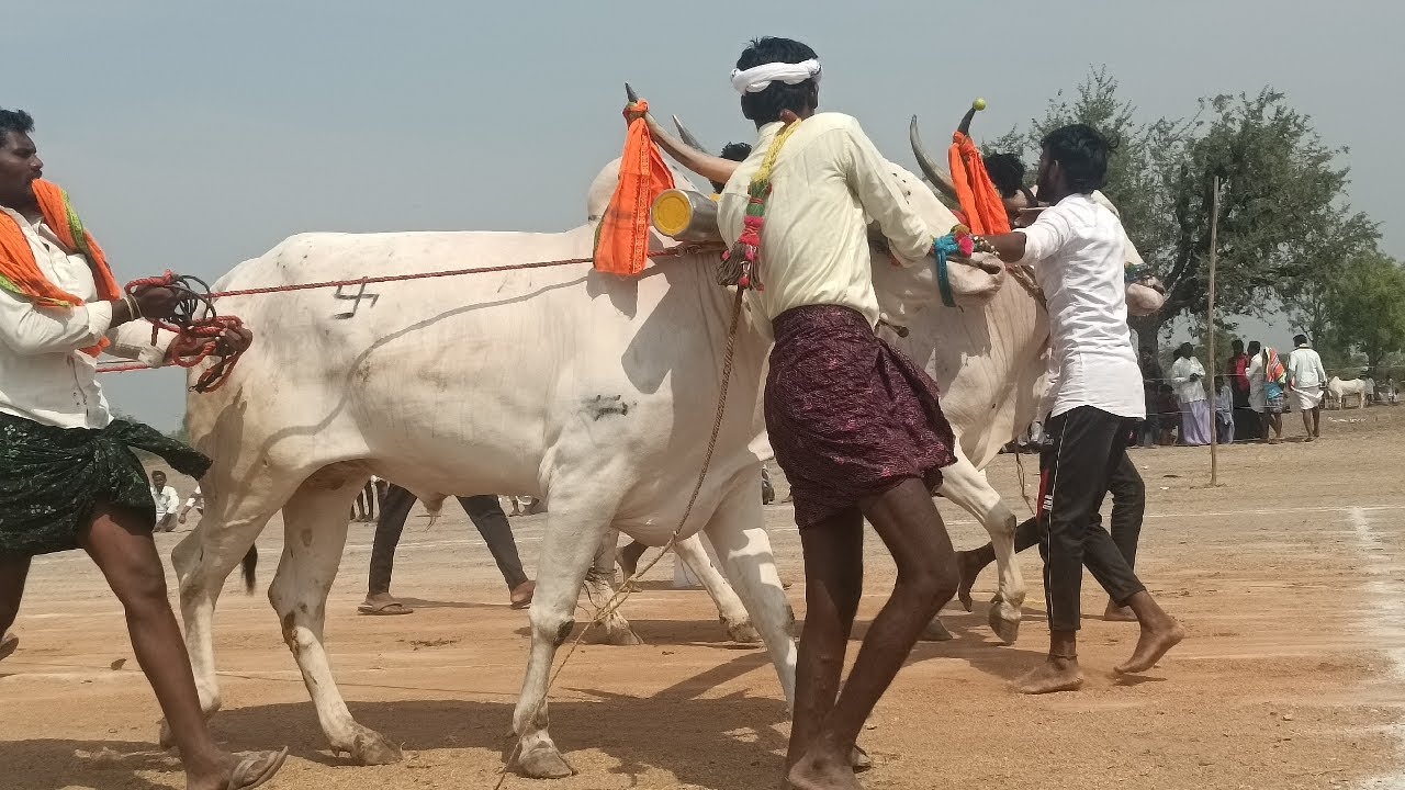 navalkal bulls race 5va kadi sirwar raichur dist Karnataka - YouTube