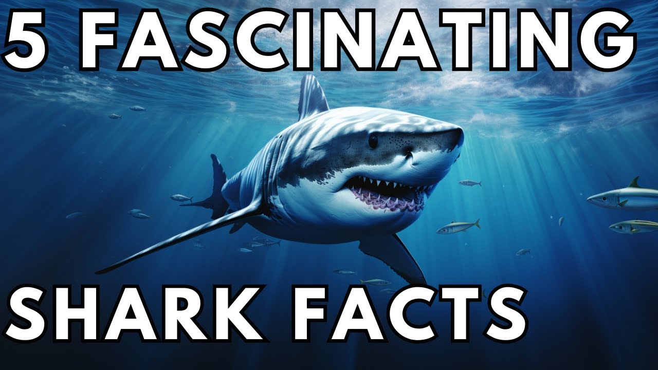 5 More Fascinating Shark Facts #facts #animals #wildlife - YouTube