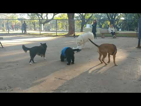 Parque dos cachorros _ cachorrodromo_ Ibirapuera - YouTube