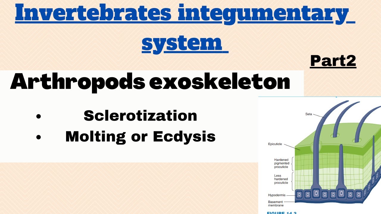 Arthropods exoskeleton, Ecdysis, sclerotization |Invertebrates ...