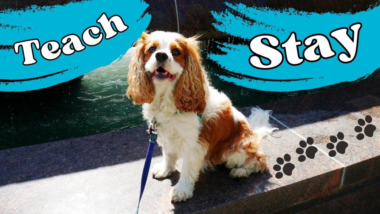 Training Your Dog To Stay Can Be Easy With These Tips! | How To Train ...