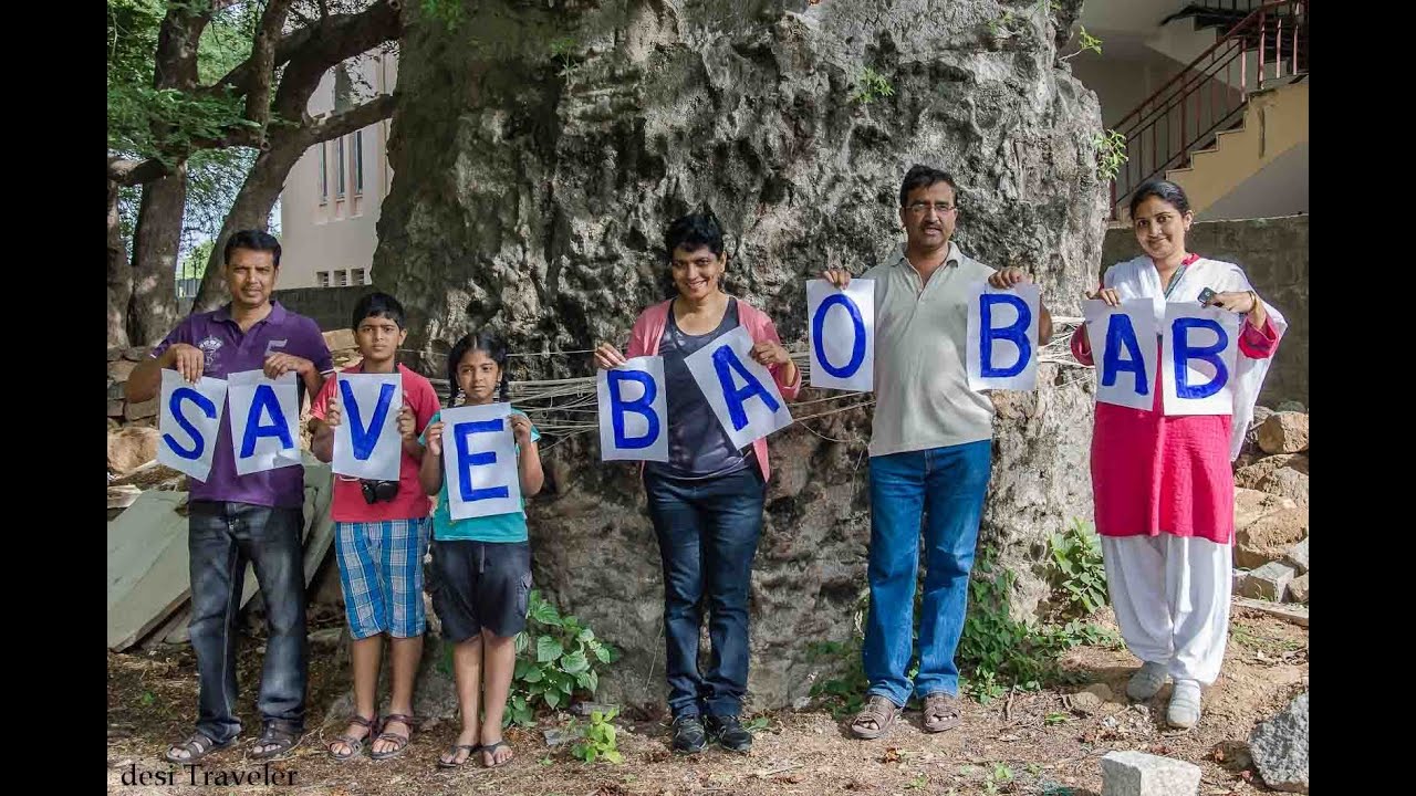 Kalpavriksha Hatiyan KA Jhad Old Baobab tree Hyderabad India - YouTube