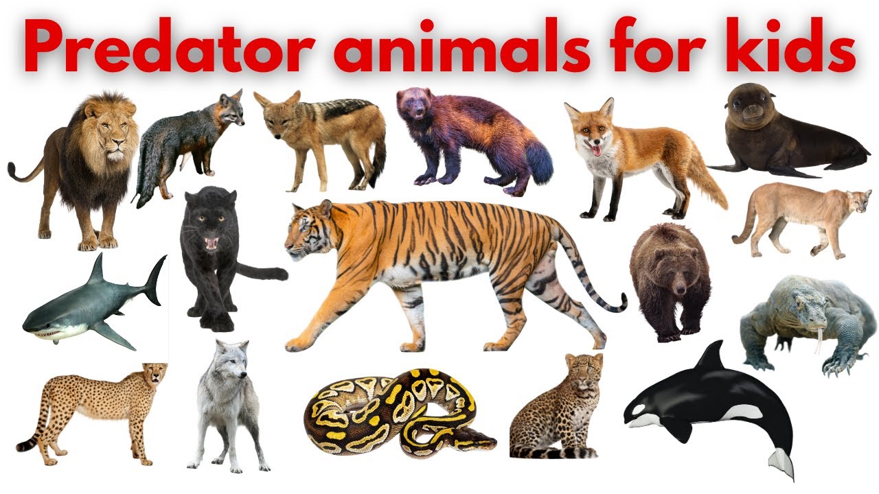 Predator Animals for Kids | Learn About Wild Hunters | Fun Animal Facts ...
