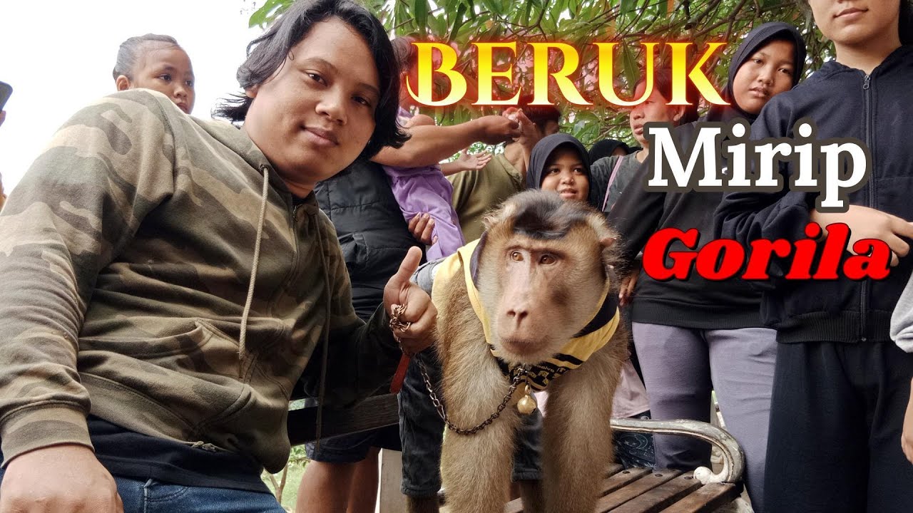 Beruk Besar - YouTube