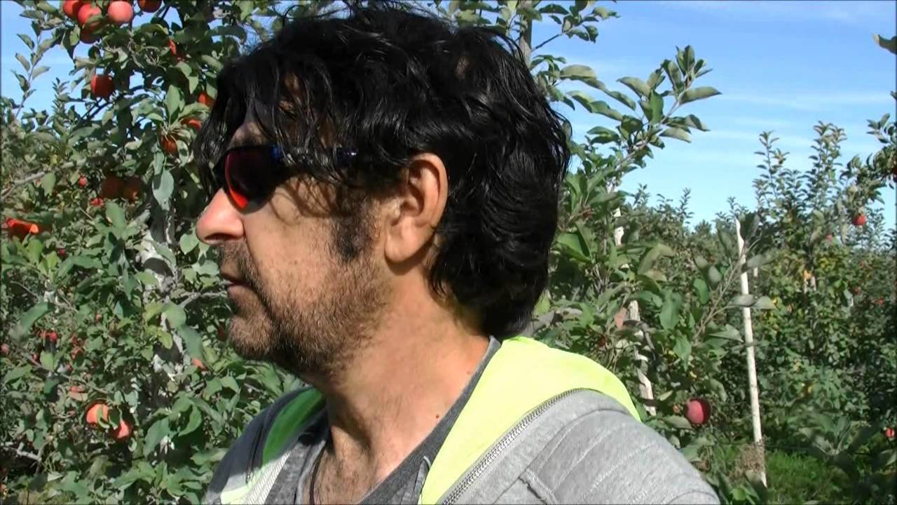 Emmanuel Maniadakis Talks Organic Apple Growing with CFN - YouTube