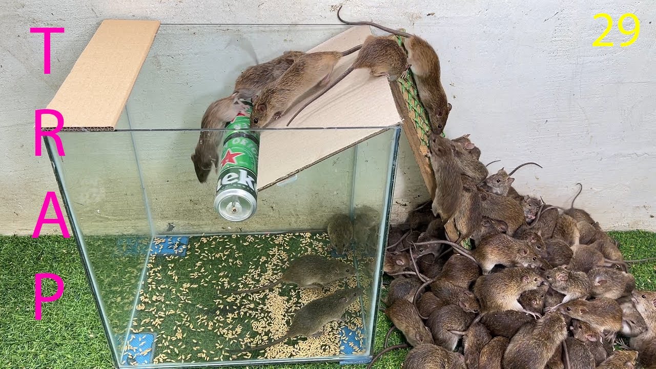 Mouse trap \ Electric mouse trap \ Extremely effective mouse trap with ...