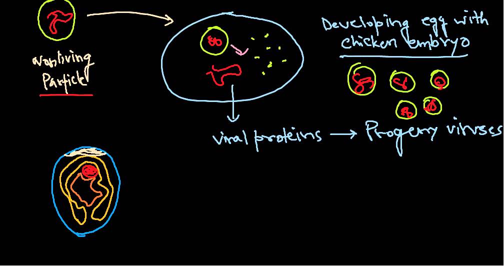 21 Culturing viruses in animal cell - YouTube