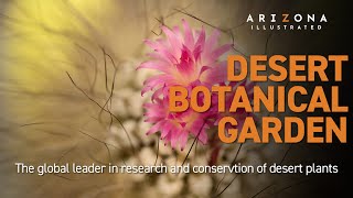 Desert Botanical Garden: This Phoenix landmark has been studying and conserving plants for 85 years.
