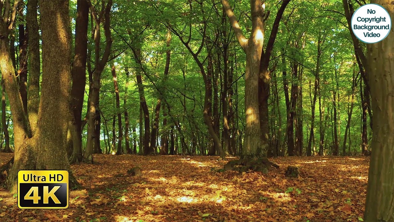 Brown Leaves Autumn Forest Nature Landscape Video Background | Free ...