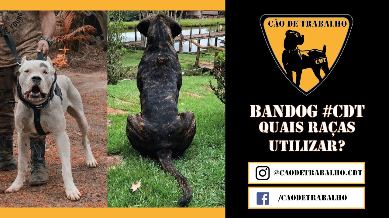 Bandog Ideal - Quais raças utilizar? - YouTube