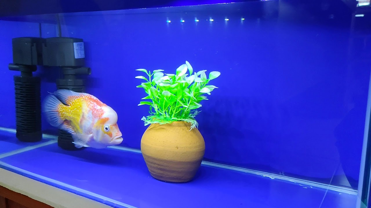 Ikan Lohan Golden Base - YouTube