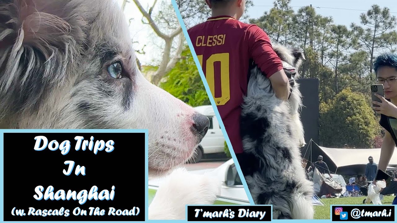 Dog Trips In Shanghai w. Rascals On The Road | Shanghai VLOG - YouTube