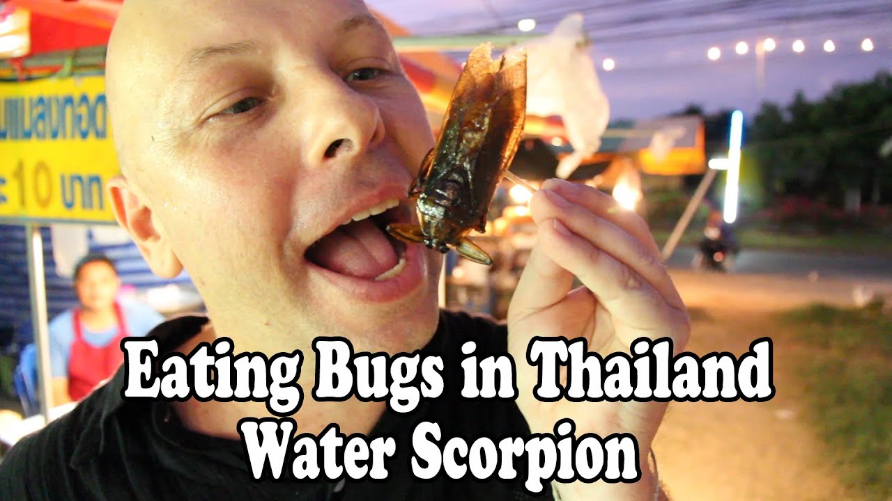Eating Bugs and Insects in Thailand: Giant Water Bugs. Bizarre Thai ...