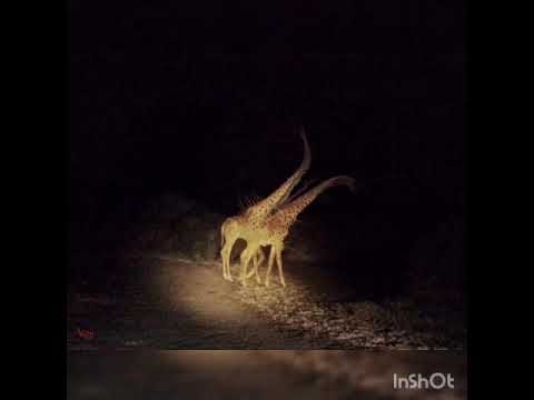 01101101 01110101 01100101 01110010 01110100 01100101 01101101 01100001 01101100 unnatural animal