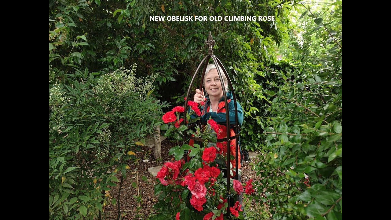 NEW OBELISK FOR OLD CLIMBING ROSE - YouTube