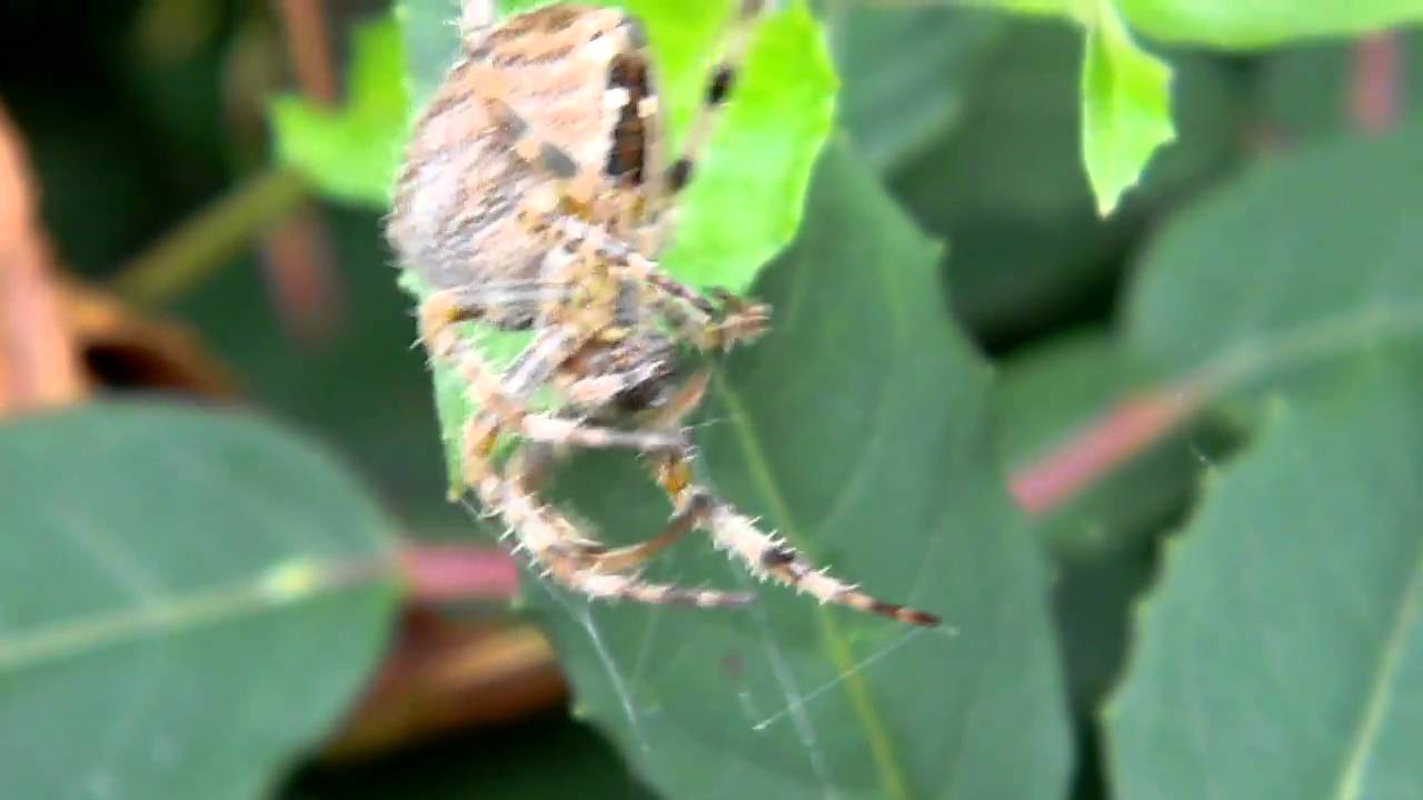 Spider crawling on his web in the wind - YouTube