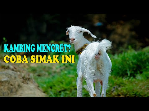 Cara Mudah Mengobati Kambing Mencret atau Diare