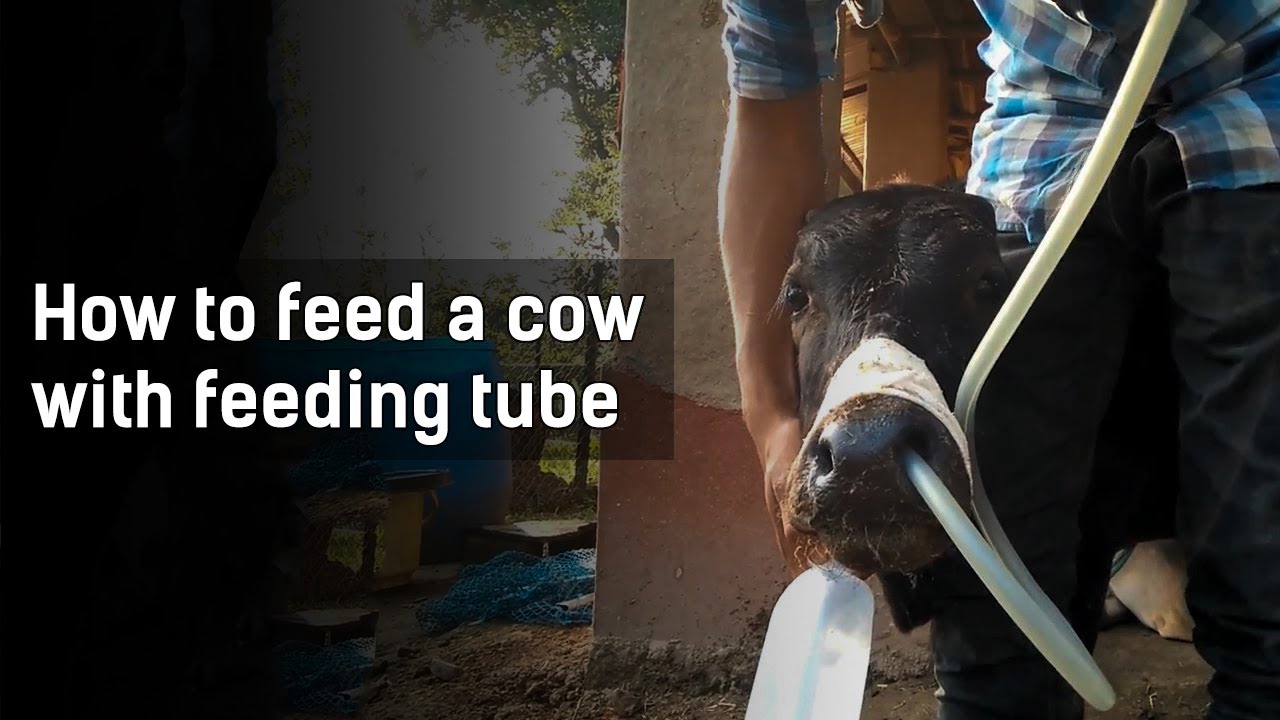 How to feed a cow with a feeding tube | Tube feeding a calf ...