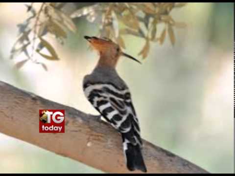 Hudhud, is a name of a beautiful bird - YouTube