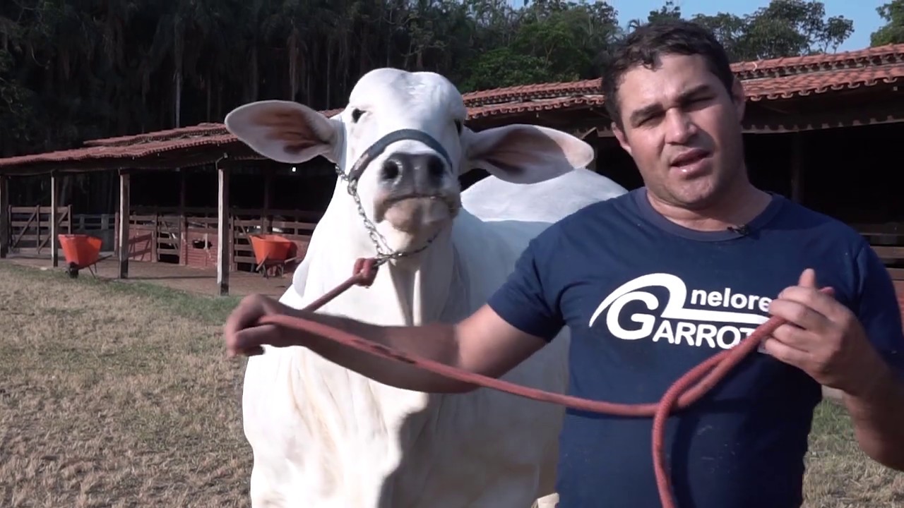 #GadoElite - cuidados no Nelore Garrote - YouTube