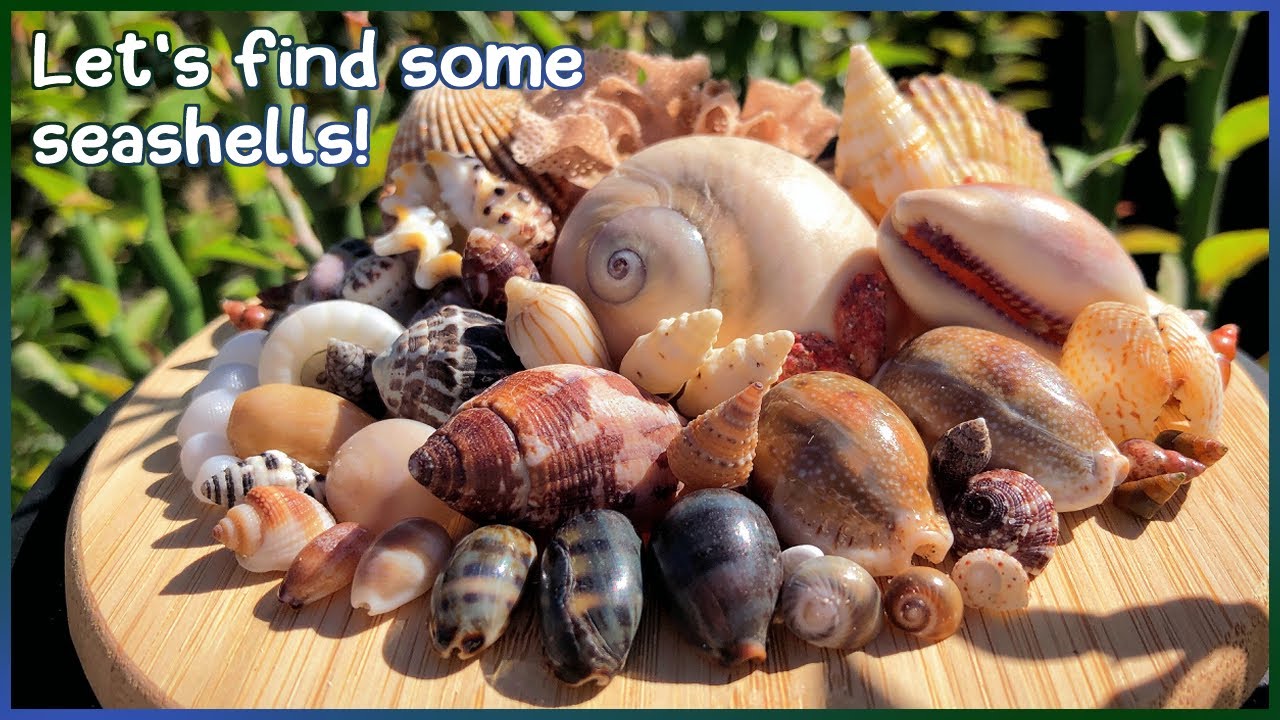 Types Of Seashells Molluscs On The Move Redmap