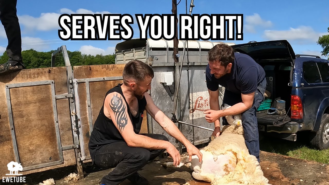 MAKING THIS FARMER SHEAR HIS OWN STICKY SHEEP! - YouTube