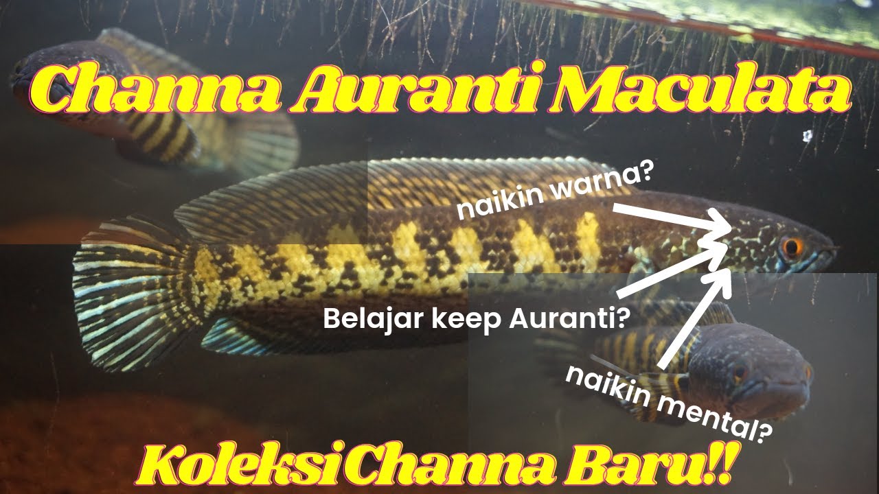 BELAJAR CARA MERAWAT CHANNA AURANTI || KOLEKSI BARU CHANNA INDIA ...