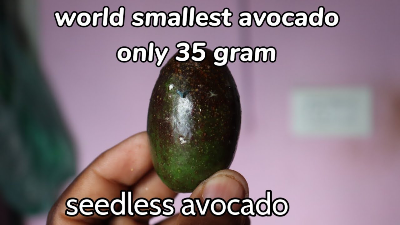 world smallest avocado ( seedless avocado )ಪ್ರಪಂಚದ ಅತಿ ಸಣ್ಣ ಬಿಜಾರಹಿತ ಬೆಣ್ಣೆಹಣ್ಣು. butterfruit ...