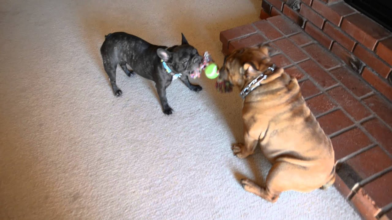 English Bulldog and French Bulldog fighting over a toy - YouTube
