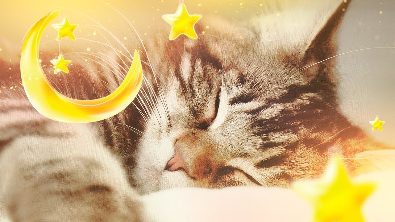 Cat lullaby for kittens ♬ CAT MUSIC for relaxation and sleep 10 hours ...