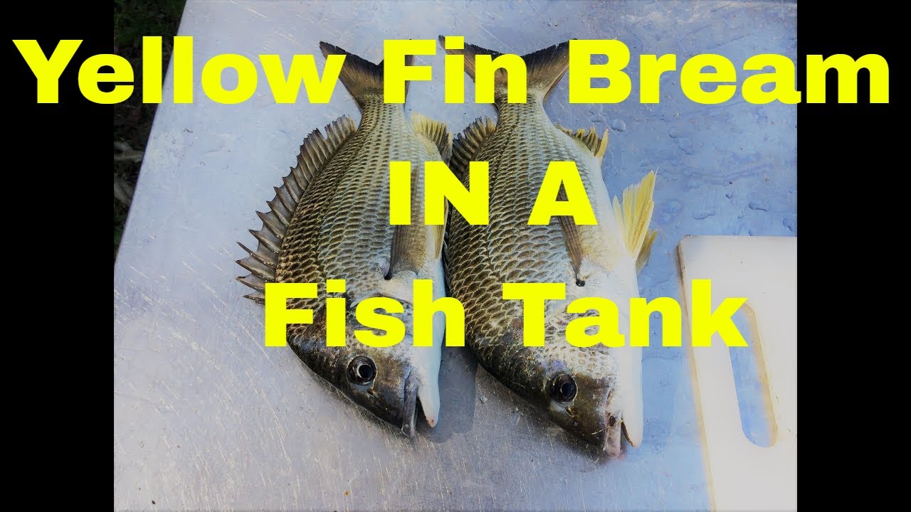 Yellow Fin Bream IN A Fish Tank - YouTube