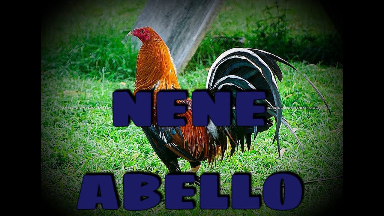 RGA Gamefarm | Nene Abello - YouTube