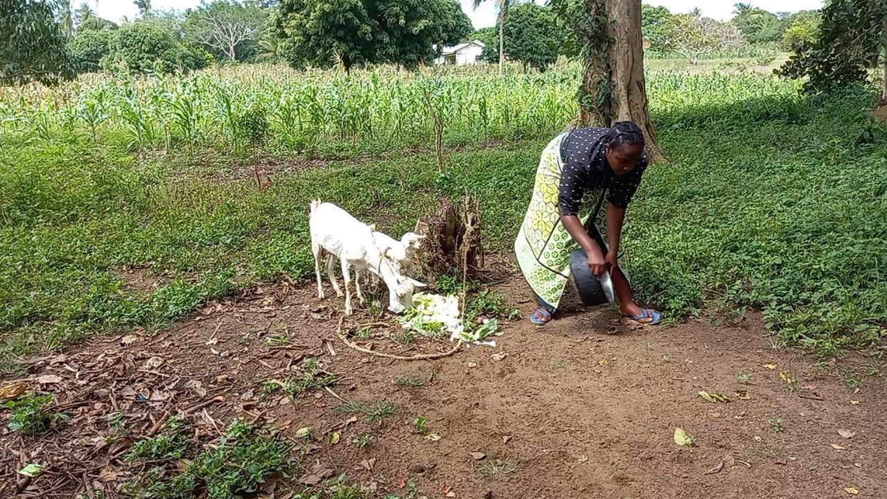 African Village Life//Cooking Most Appetizing Delicious Village ...