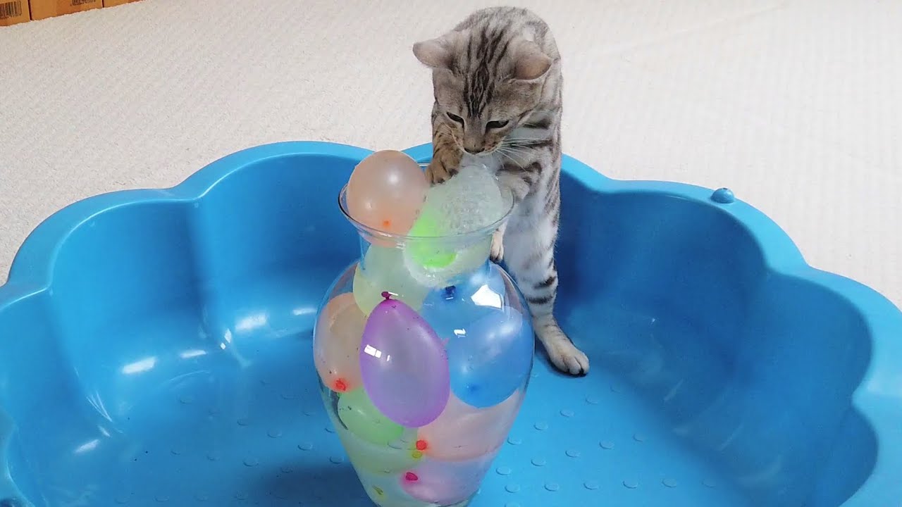 Cats Vs Water Balloons - YouTube