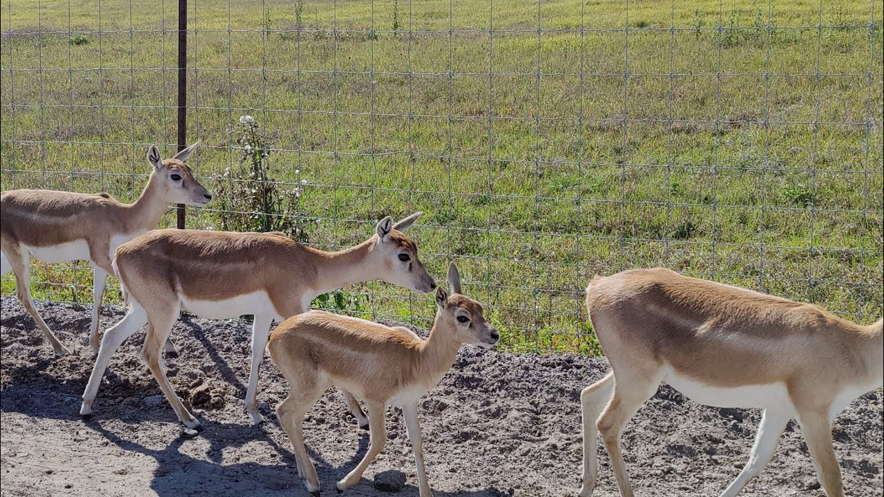 Cute baby blackbuck - YouTube