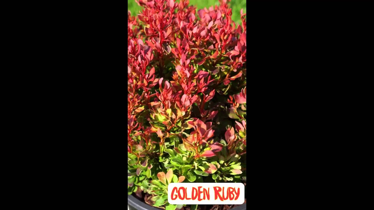 Berberis Golden Ruby Plantipp - YouTube