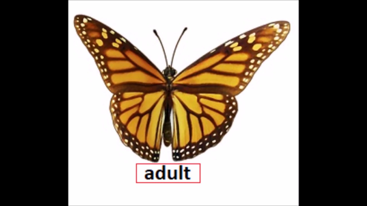 “Metamorphosis Song of the Monarch Butterfly” - An Eden Maker Eco Video ...