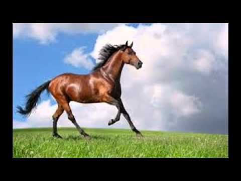 Free Horse Pictures