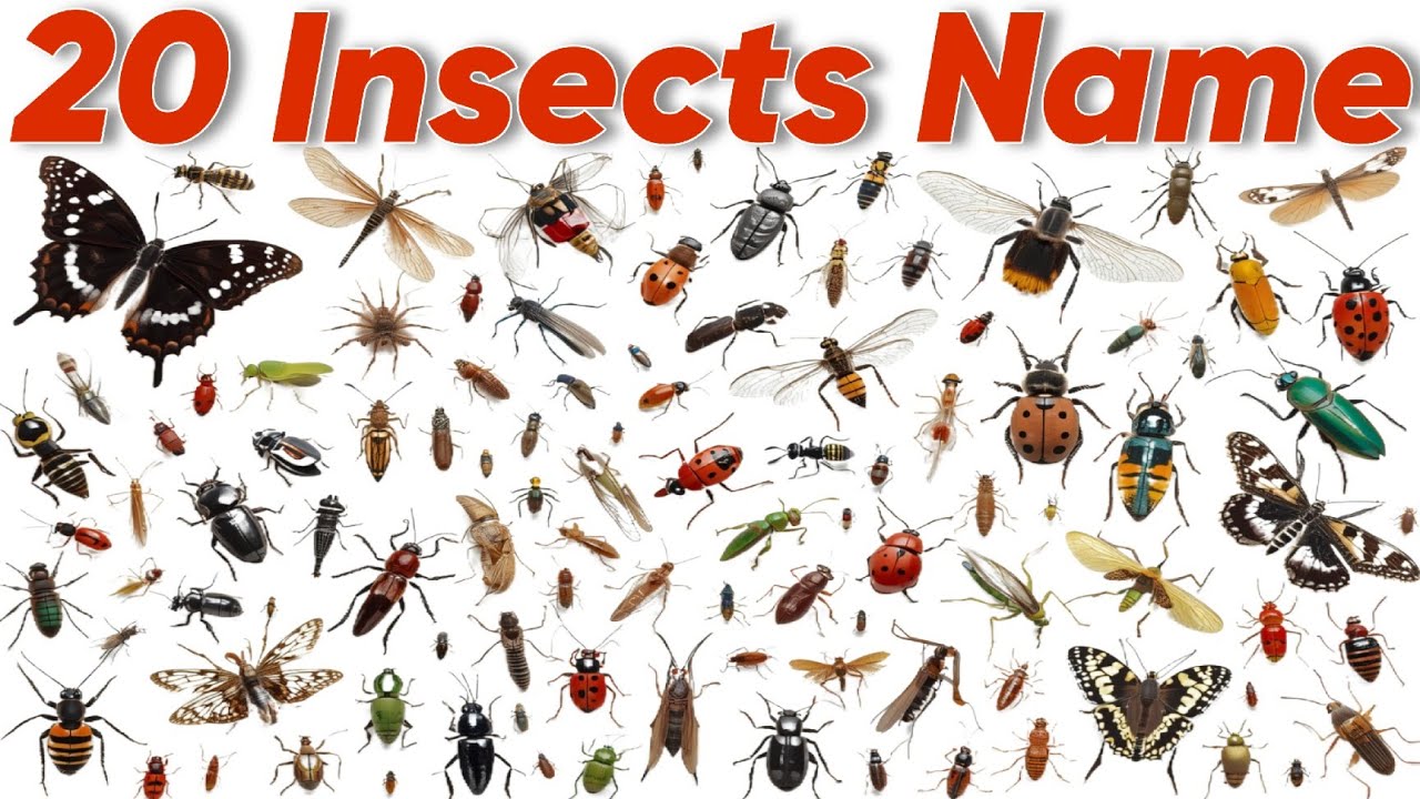 20 Insects Name in Hindi and English with Pictures | Kids Learning ...