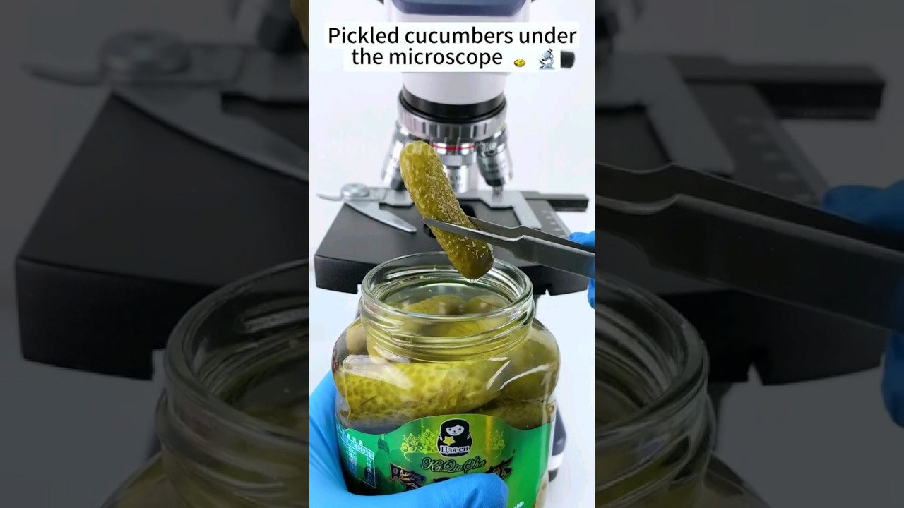 pickled cucumber under microscope #microscope #microscopic #pickle # ...