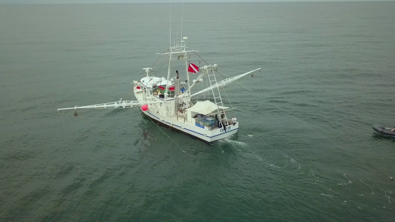 NOAA Fisheries Turtle Excluder Device Testing (ESA Permitted Research ...