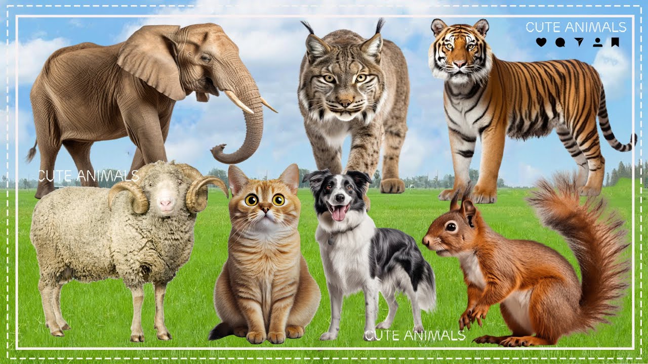 Life of Wild Animals: Tiger, Elephant, Monkey, Horse, Ostrich, Hippo ...