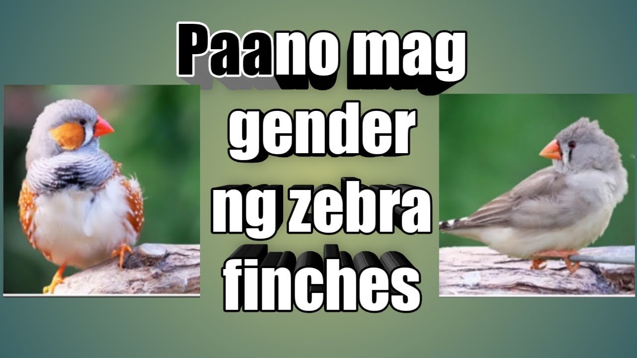 Paano Mag Gender Ng Zebra Finches Youtube