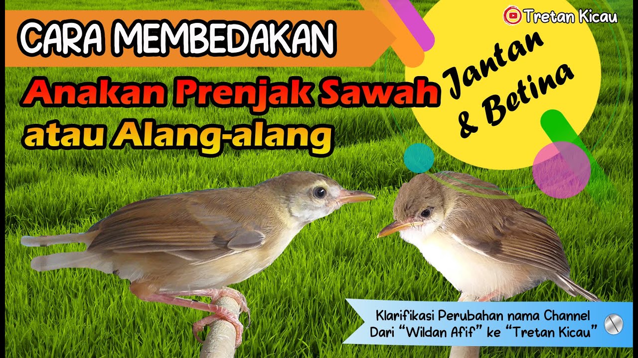 Burung Prenjak Alang Alang