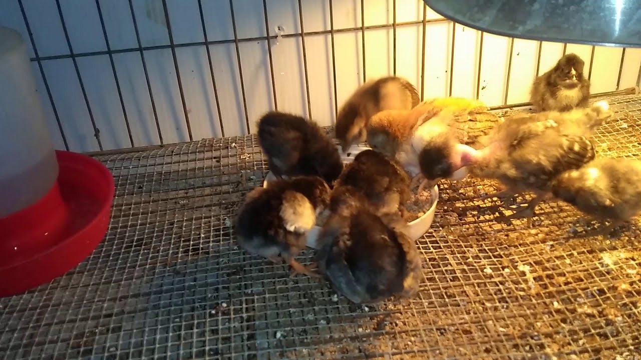 Cambie de lugar los pollos kikirikis - criadero oriòn - YouTube