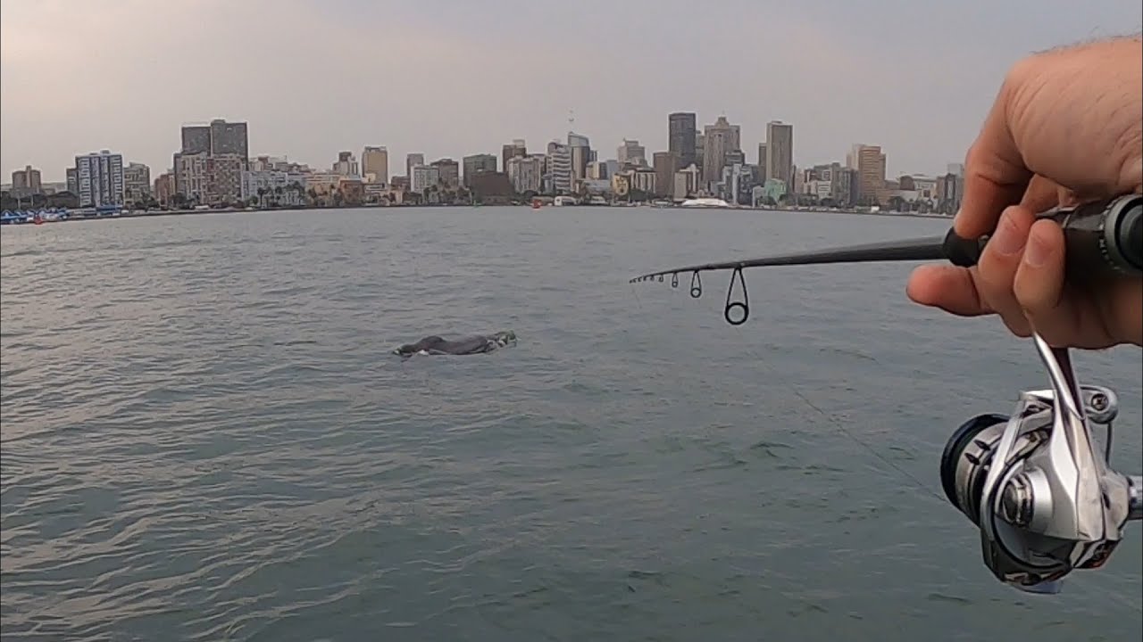 A SIGHT like NO OTHER : A DOLPHIN FEEDS on MY Springer !! Fishing South ...